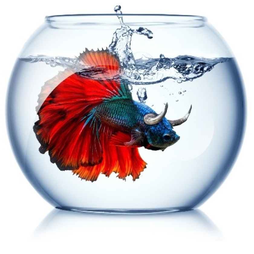 Bullphish Training – Can it help you stay safe in the PHISH-Bowl ...